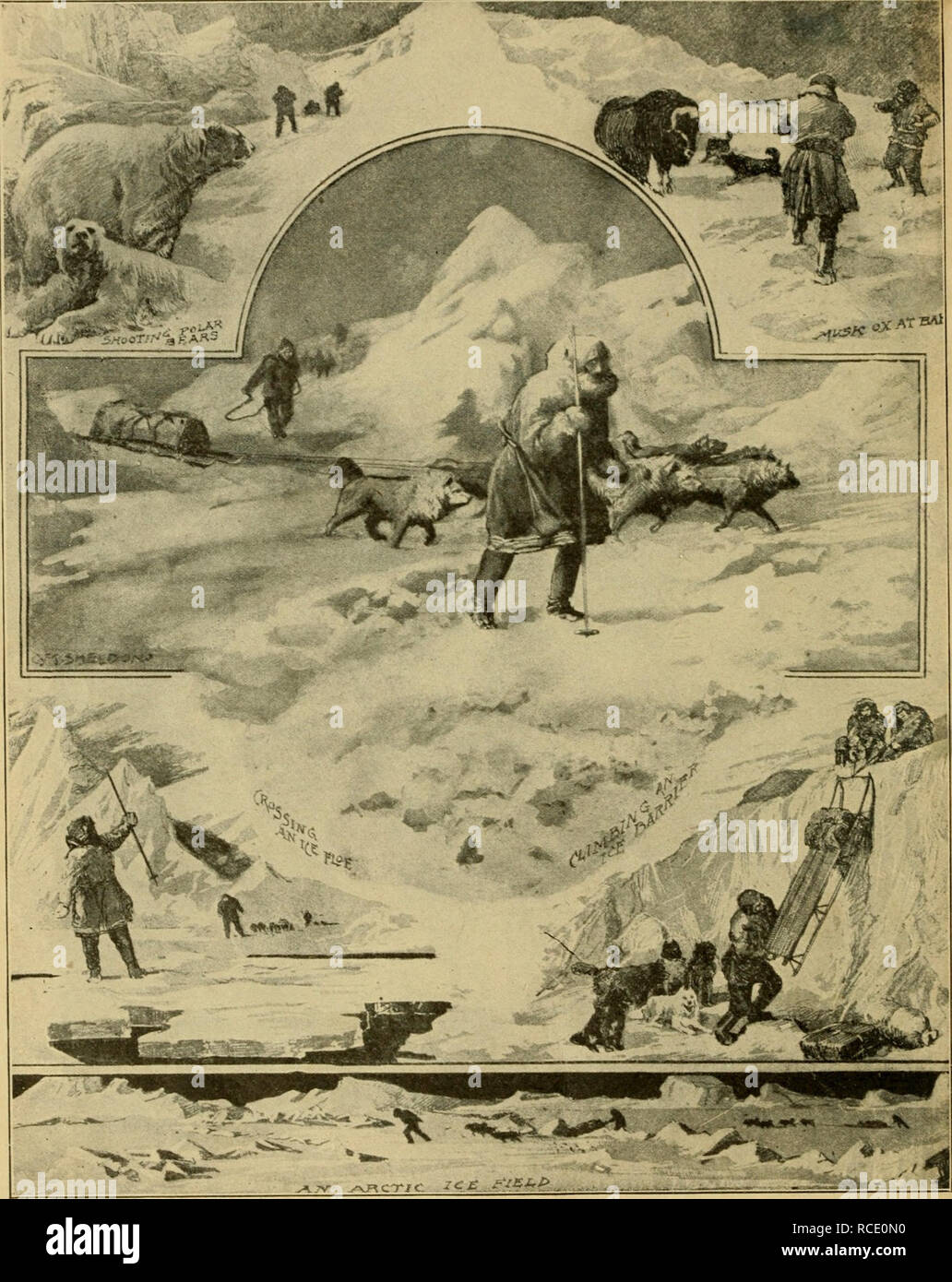 Frederick albert cook north pole hi-res stock photography and images ...