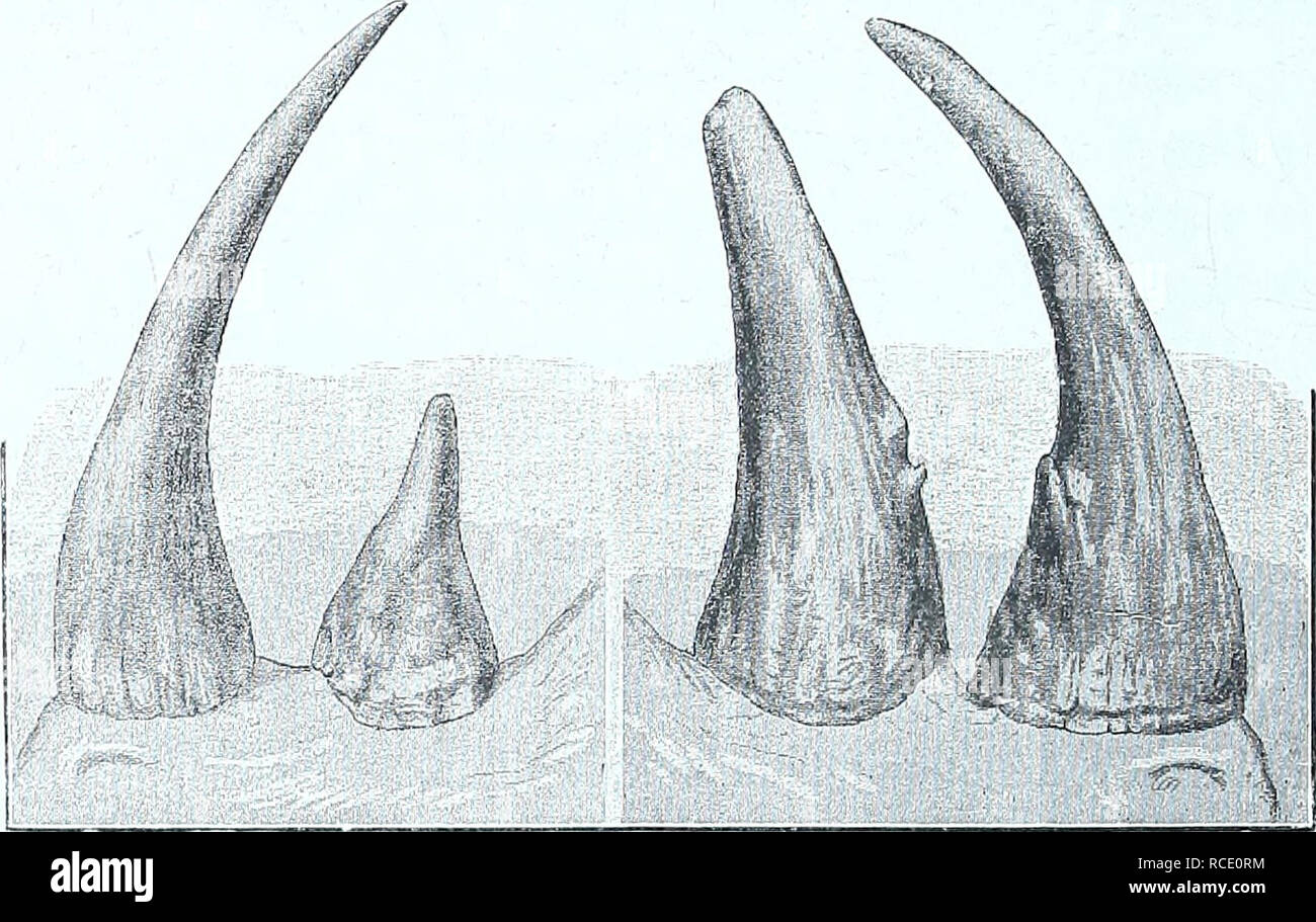 Hydnora africana hi-res stock photography and images - Alamy