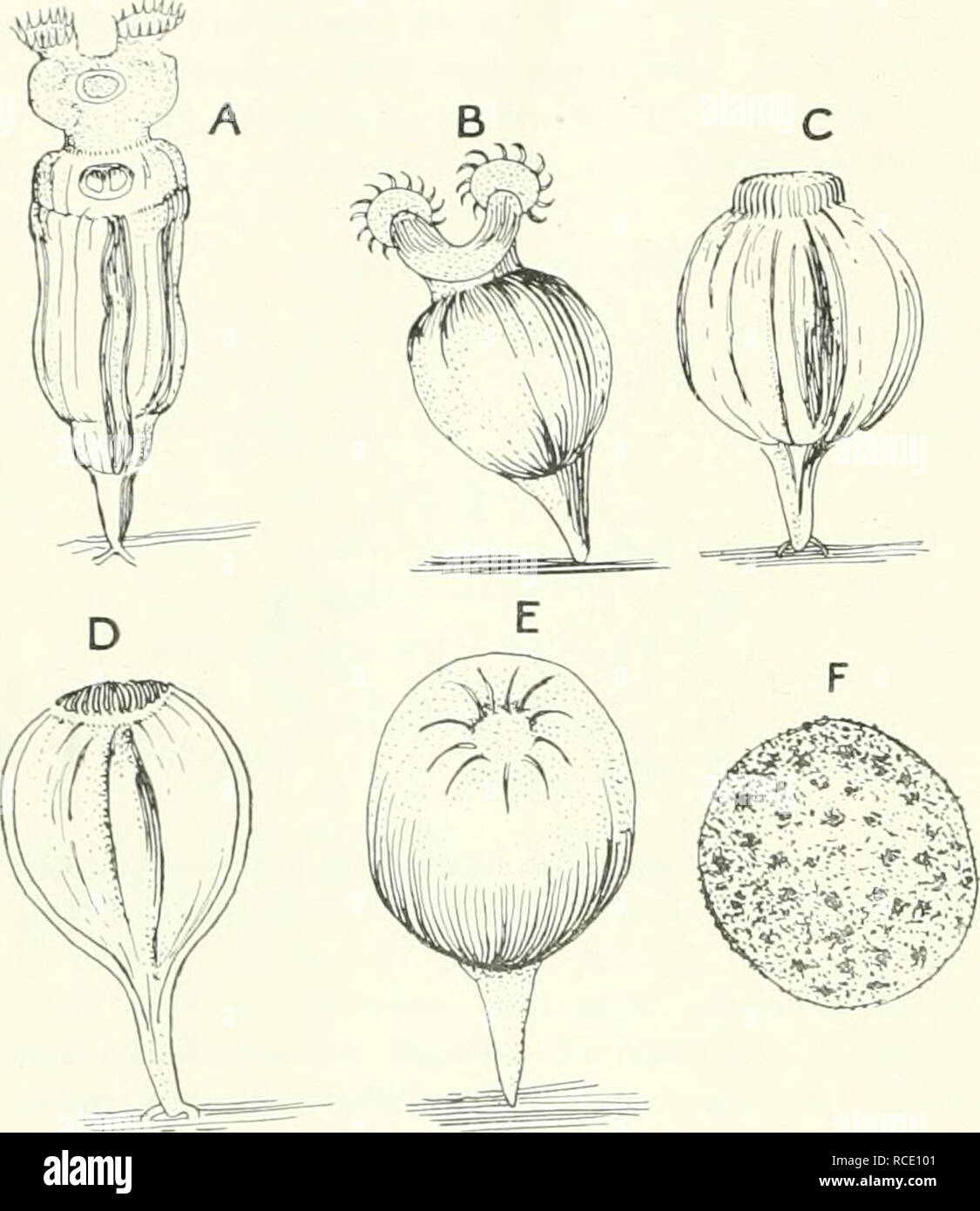 Ubiquitous insects hi-res stock photography and images - Alamy