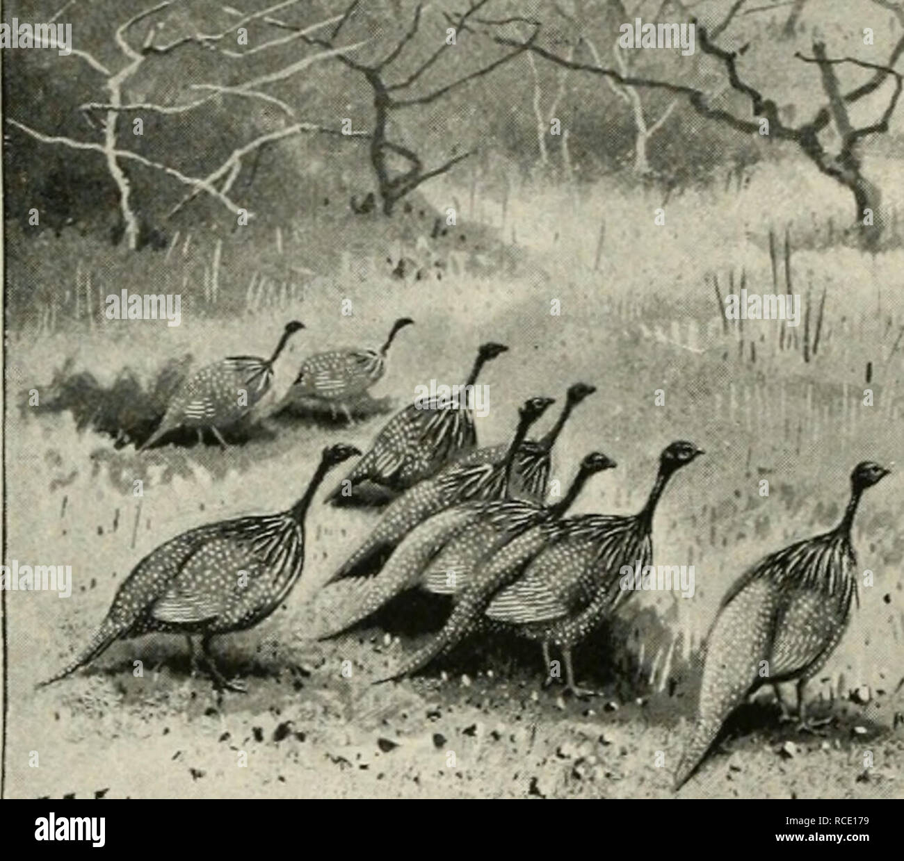 . Elephant-hunting in east equatorial Africa; being an account of three ...