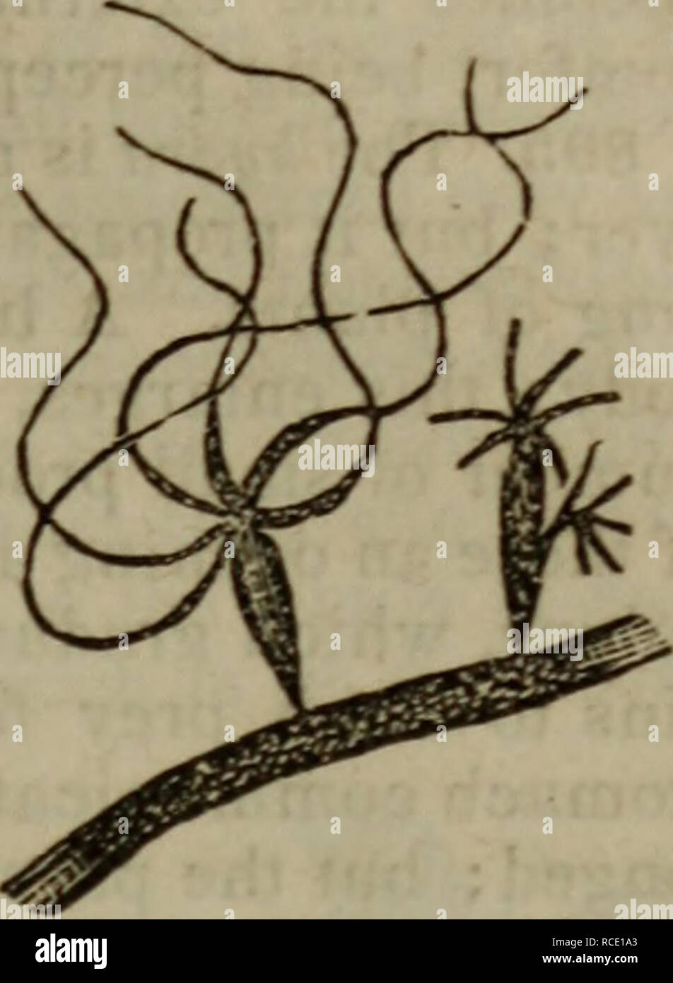 Hydra 892 hi-res stock photography and images - Alamy