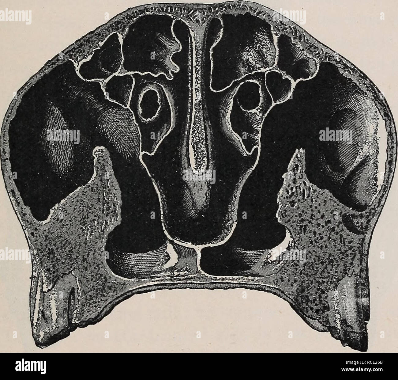 . Diseases of cattle, sheep, goats and swine. Veterinary medicine ...