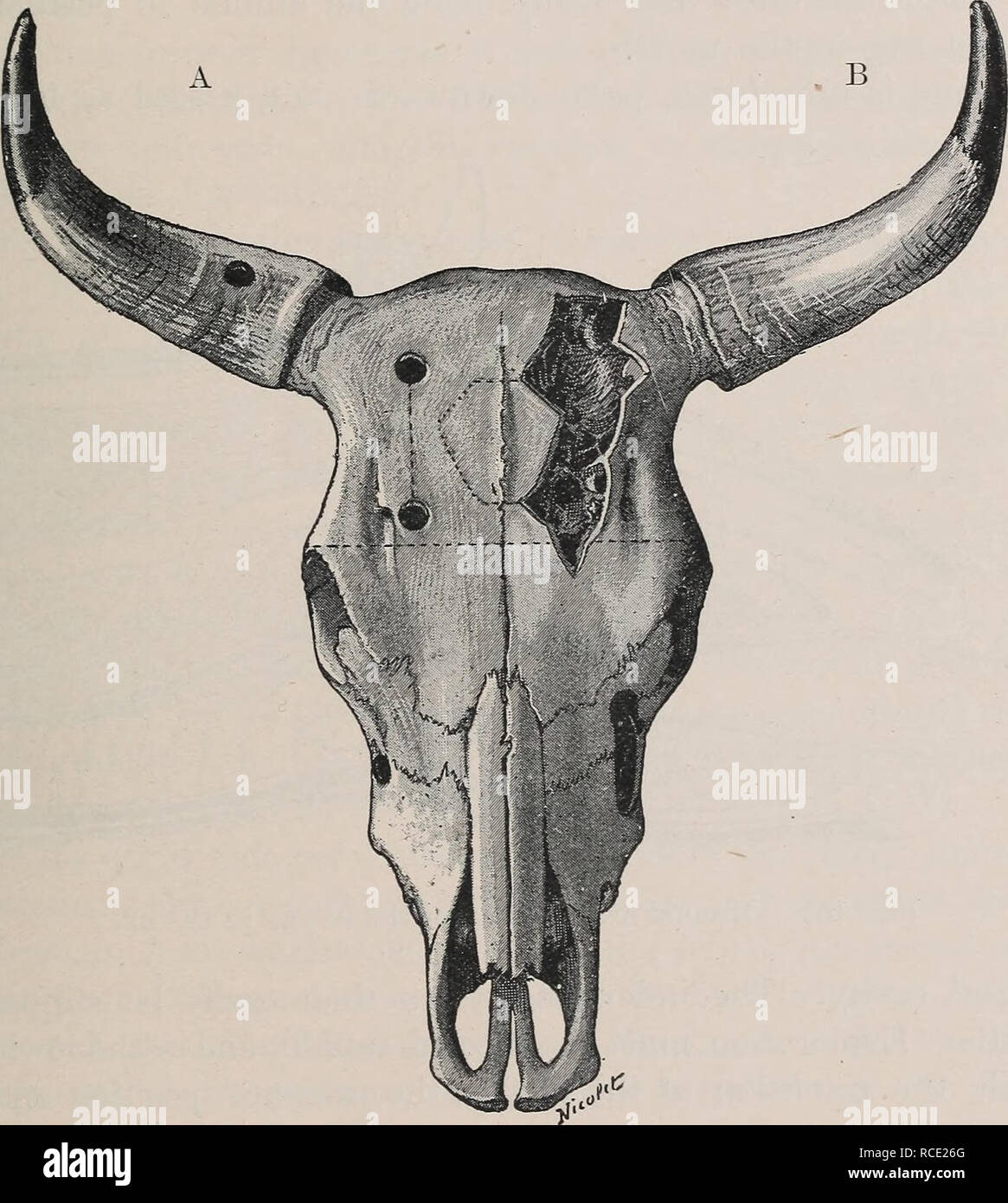 . Diseases of cattle, sheep, goats and swine. Veterinary medicine ...