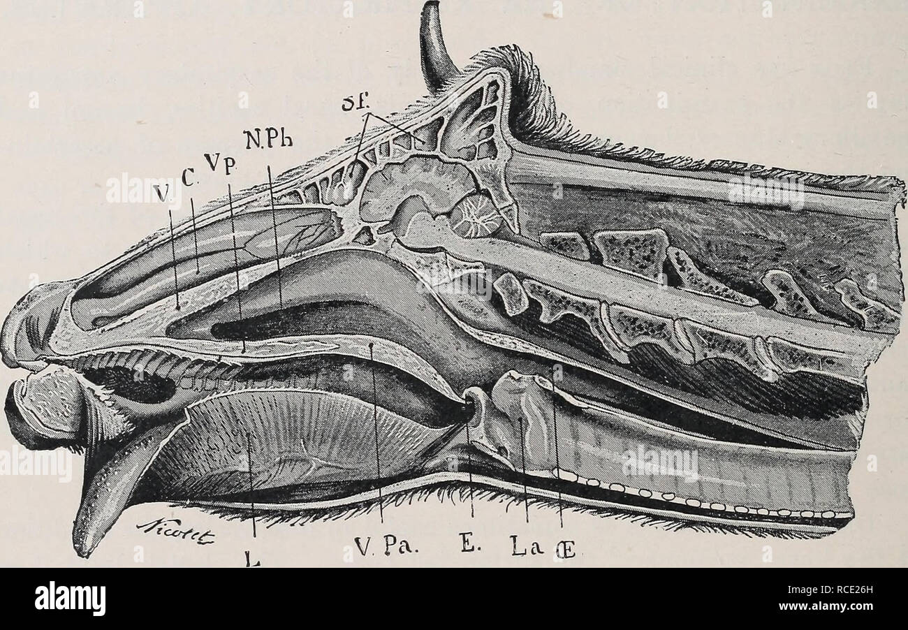 . Diseases of cattle, sheep, goats and swine. Veterinary medicine. 812 ...