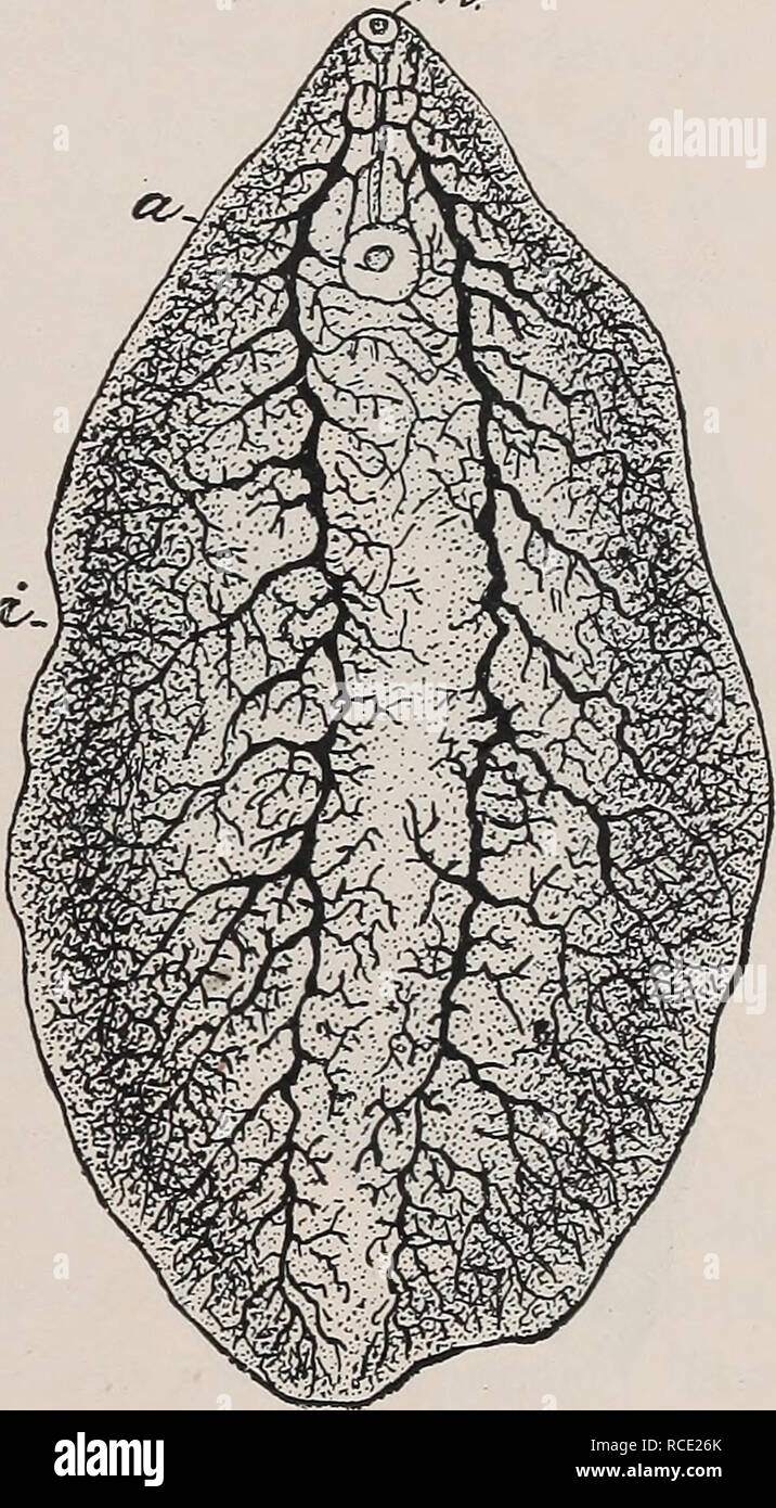 Cattle faeces hi-res stock photography and images - Alamy