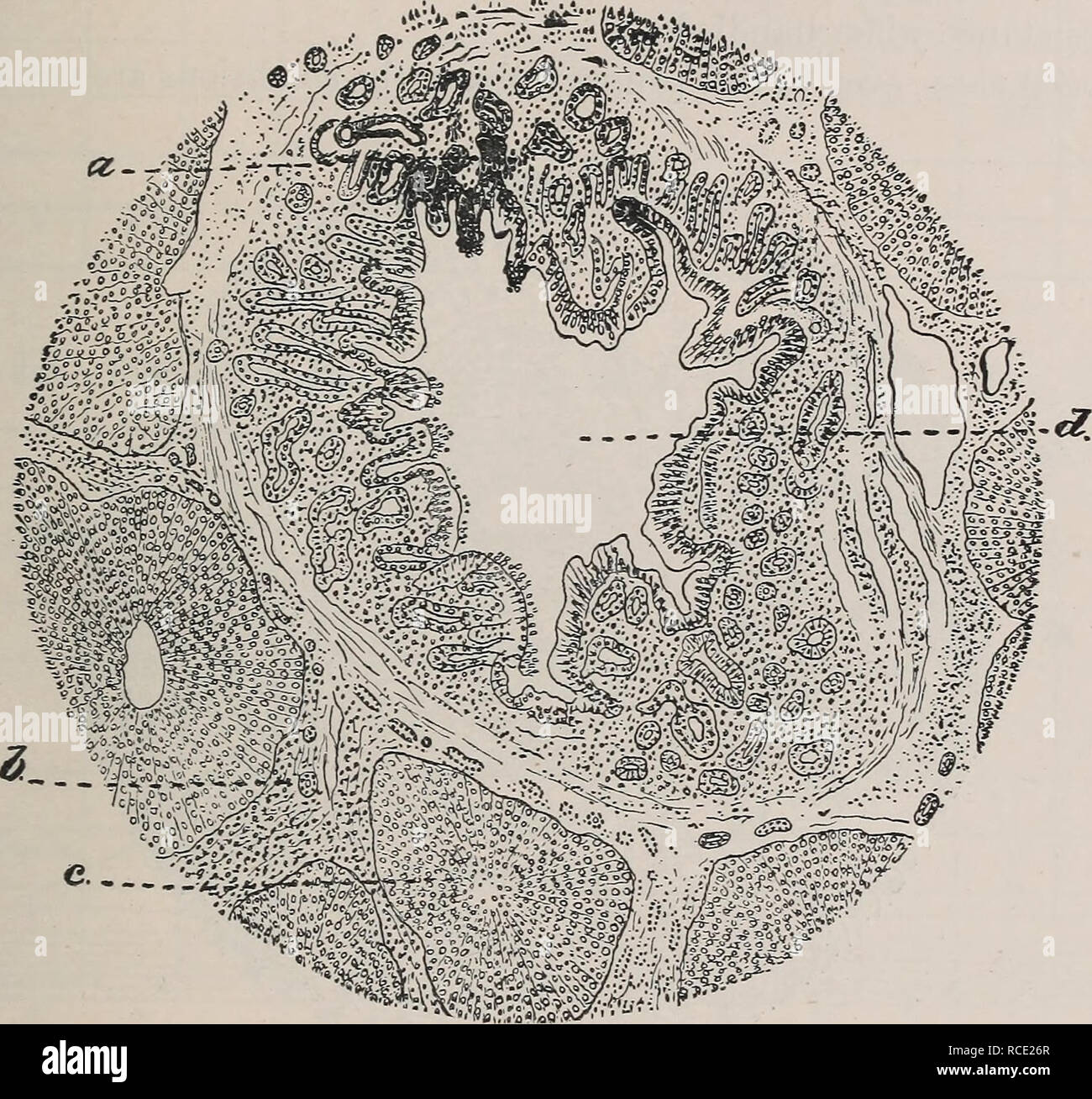 Liver fluke life cycle hi-res stock photography and images - Alamy