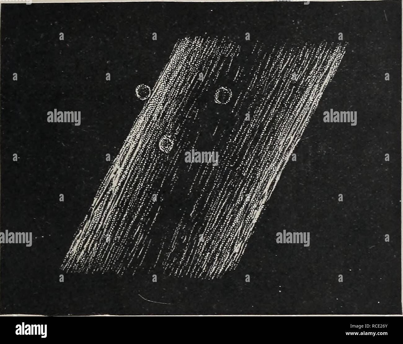 . Diseases of cattle, sheep, goats and swine. Veterinary medicine ...