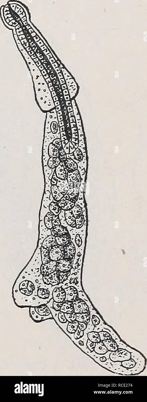 Miracidium hi-res stock photography and images - Alamy