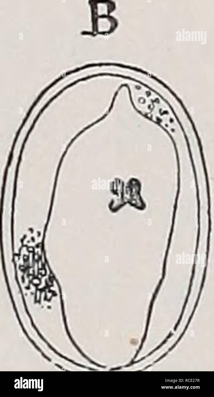 . Diseases of cattle, sheep, goats and swine. Veterinary medicine. Fig ...