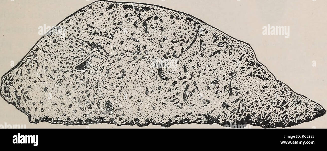 Liver rot hi-res stock photography and images - Alamy