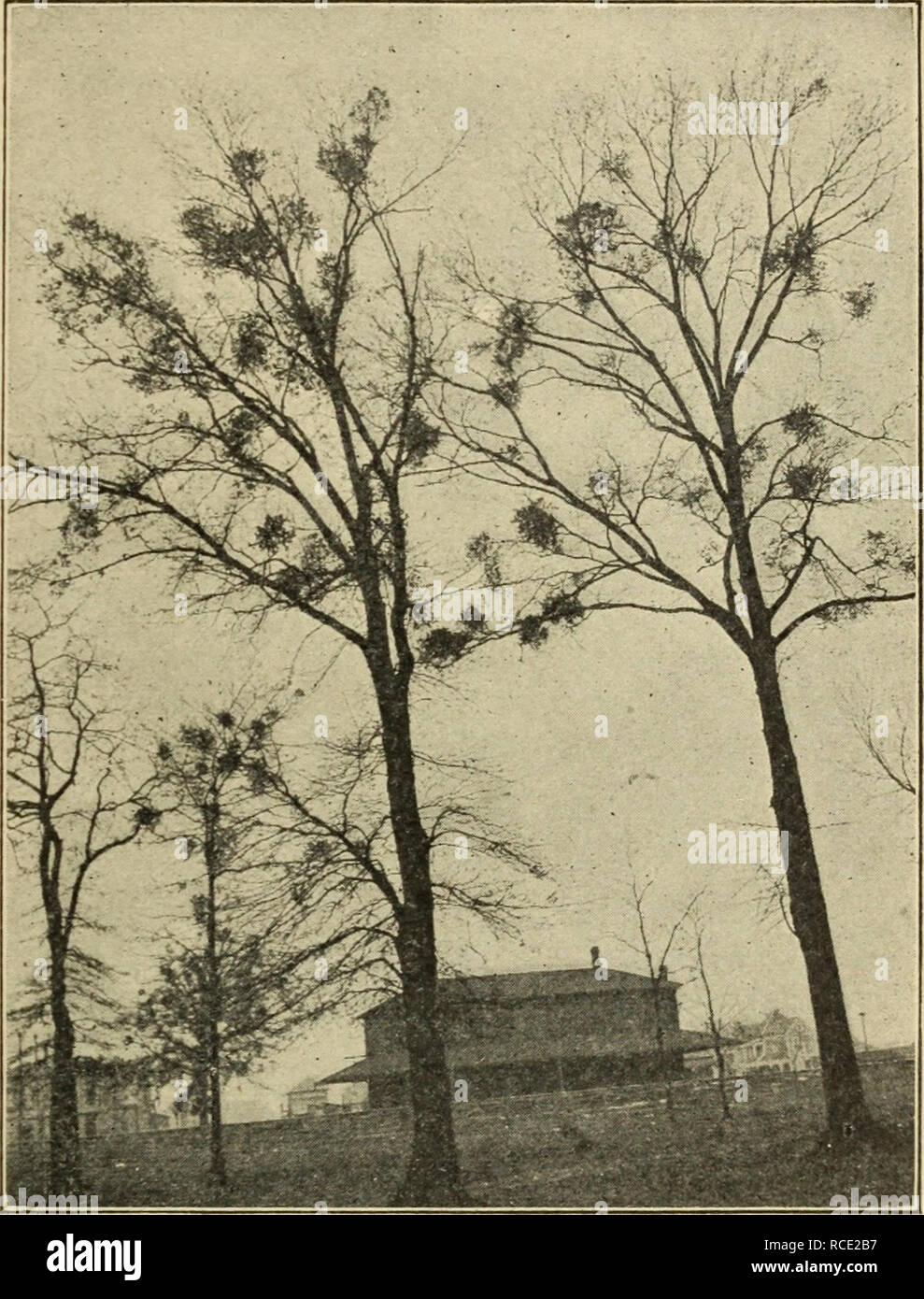 Black Gum Tree Diseases