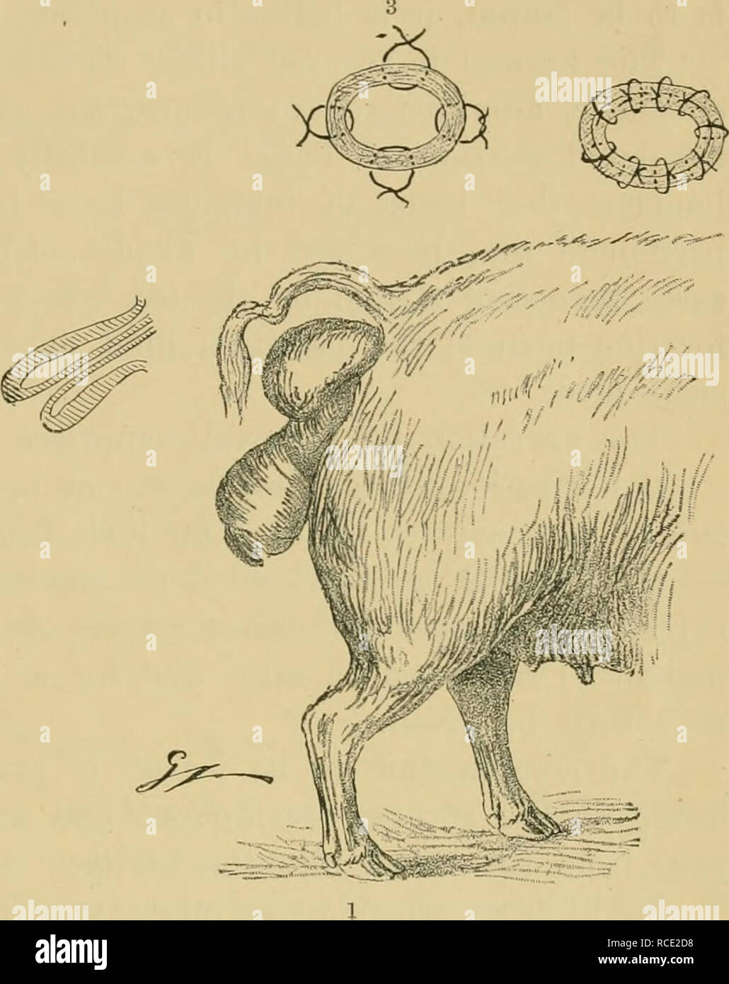 . Diseases of cattle, sheep, goats and swine. Veterinary medicine ...