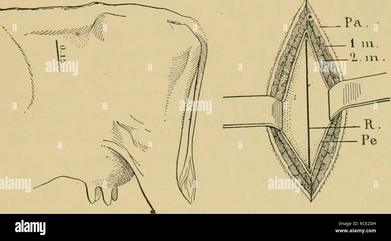 . Diseases of cattle, sheep, goats and swine. Veterinary medicine ...