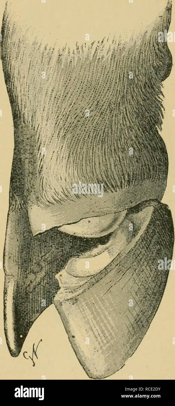 . Diseases of cattle, sheep, goats and swine. Veterinary medicine. Fig ...