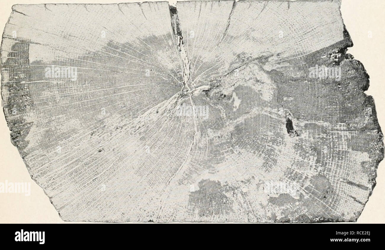 . Diseases of deciduous forest trees. Trees -- Diseases and pests. Fig ...