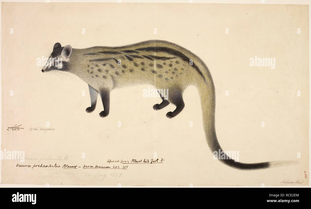 Common Palm Civet â€˜Paradoxurus hermaphroditusâ€™. Buchanan-Hamilton ...