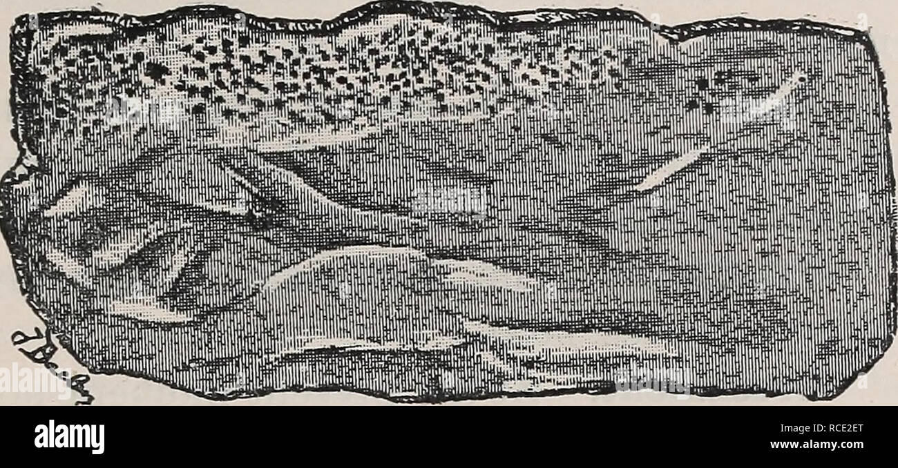 . Diseases of cattle, sheep, goats and swine. Veterinary medicine ...