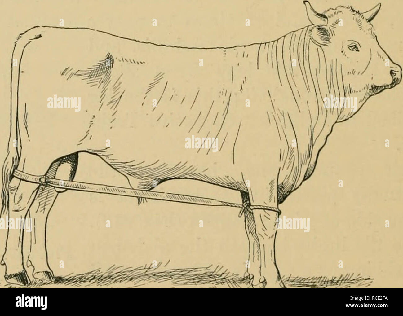 . Diseases of cattle, sheep, goats and swine. Veterinary medicine. Fig ...