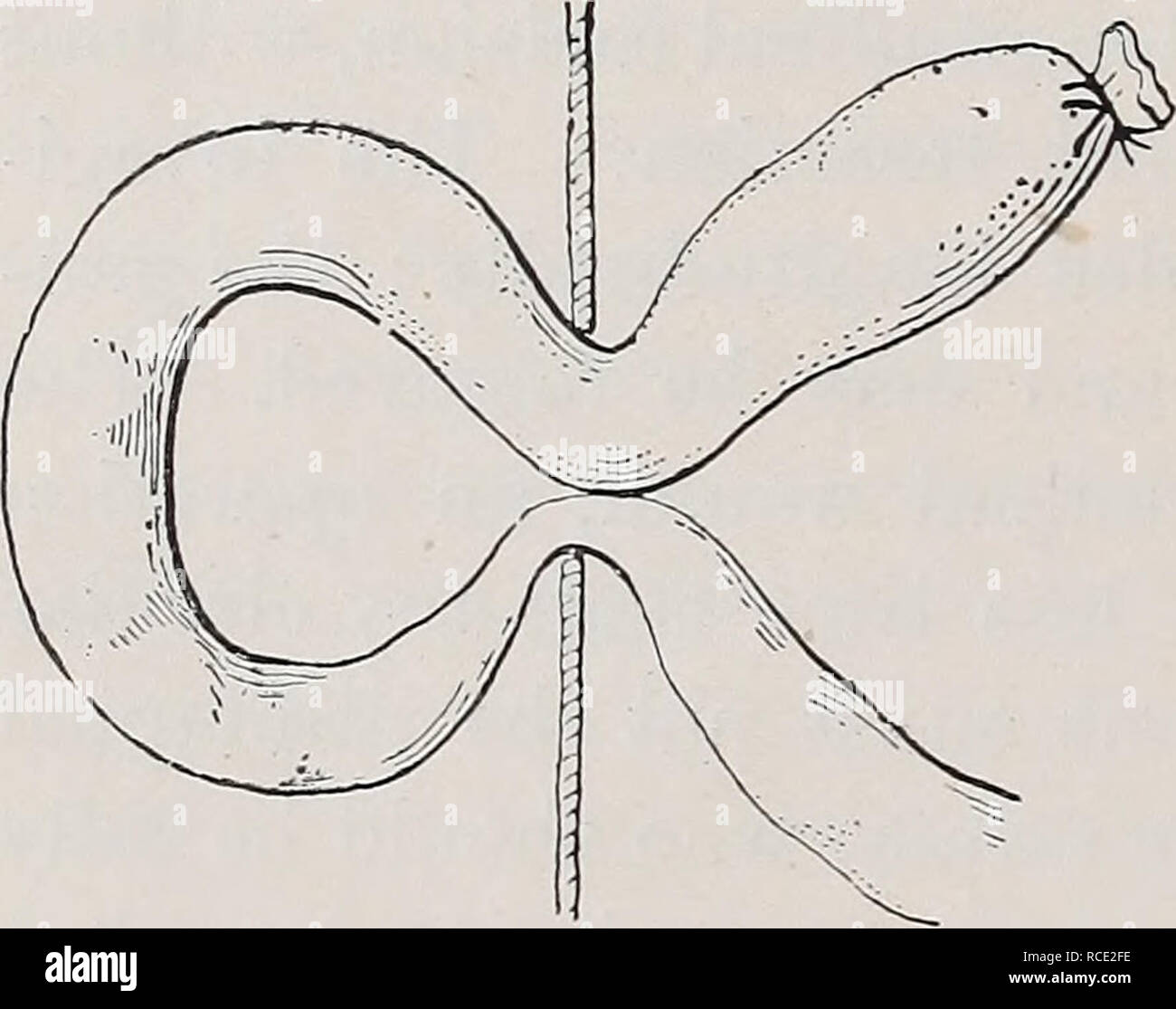 . Diseases of cattle, sheep, goats and swine. Veterinary medicine. 168 ...