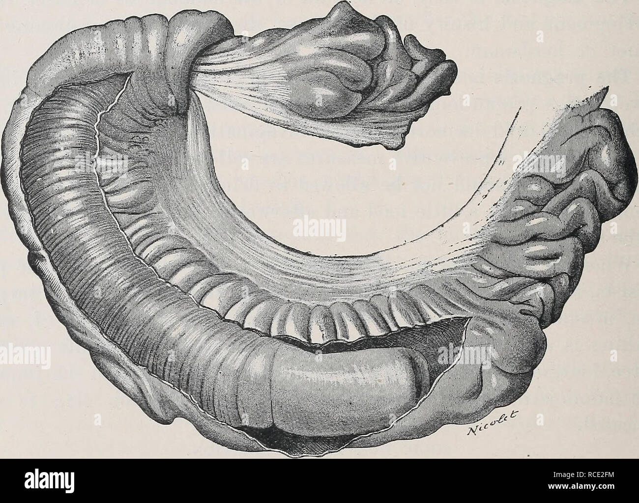 . Diseases of cattle, sheep, goats and swine. Veterinary medicine. 164 ...