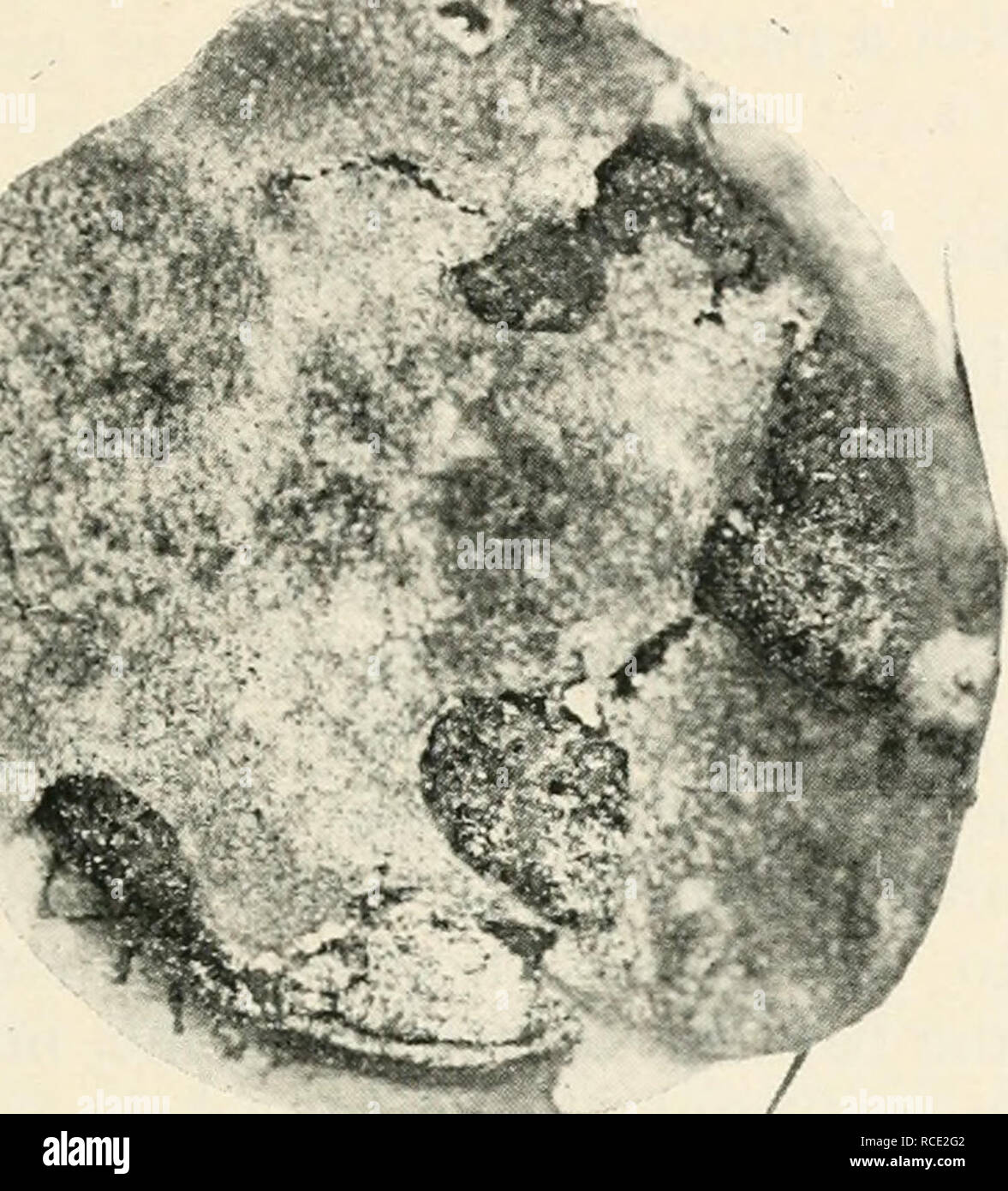 . Diseases of cultivated plants and trees. Plant diseases; Plants ...