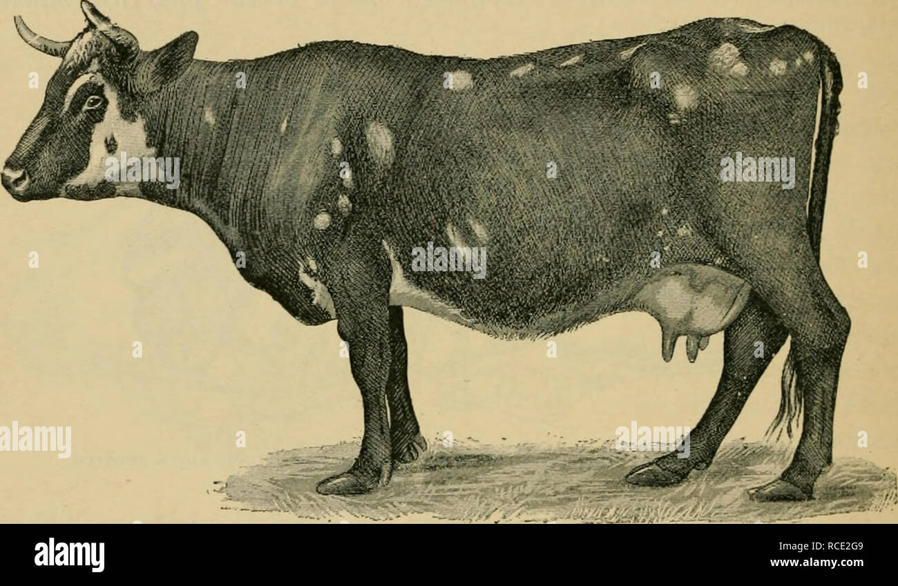 . Diseases of cattle, sheep, goats and swine. Veterinary medicine. 704 ...