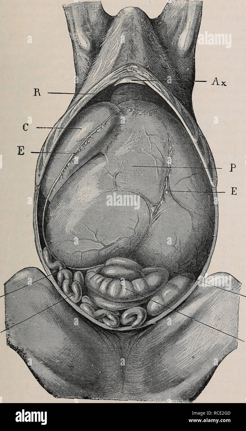 . Diseases of cattle, sheep, goats and swine. Veterinary medicine ...