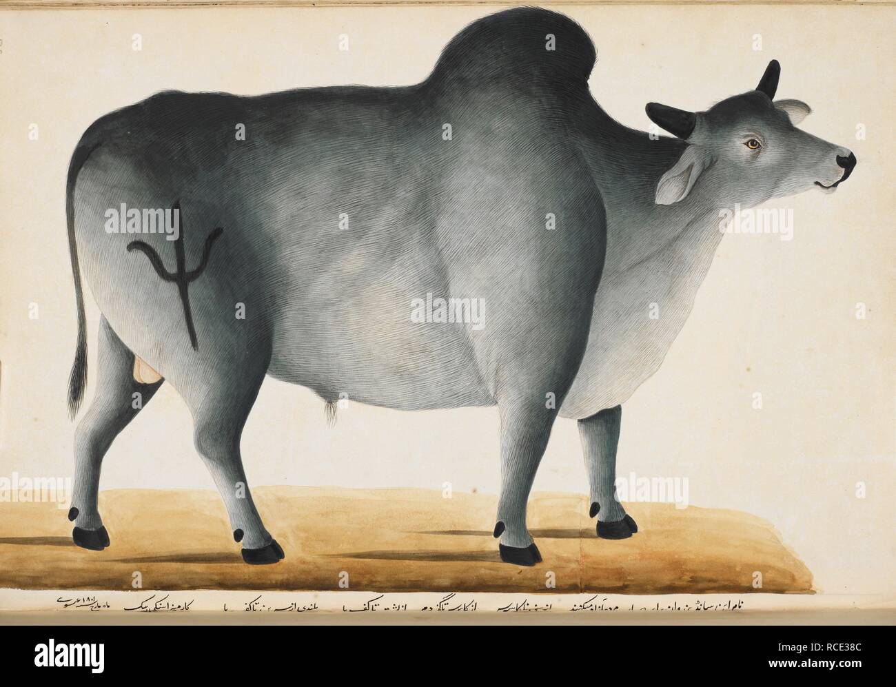 Zebu Colors High Resolution Stock Photography and Images - Alamy