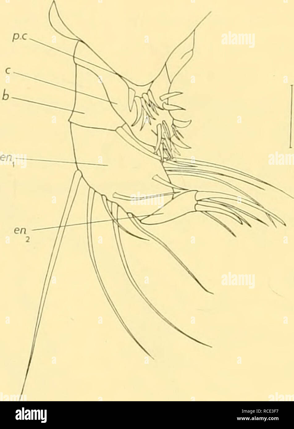 Pectinate muscle hi-res stock photography and images - Alamy