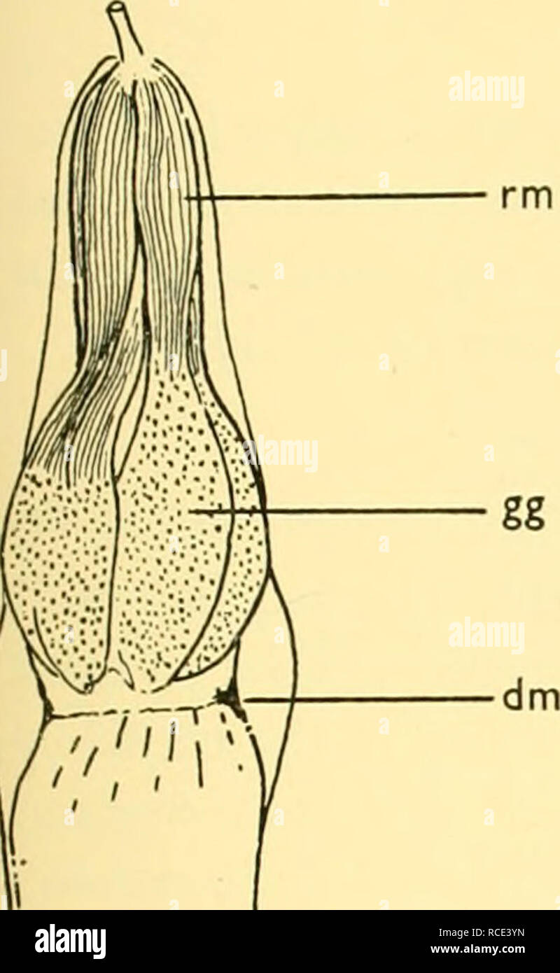 Gas chamber gland hi-res stock photography and images - Alamy