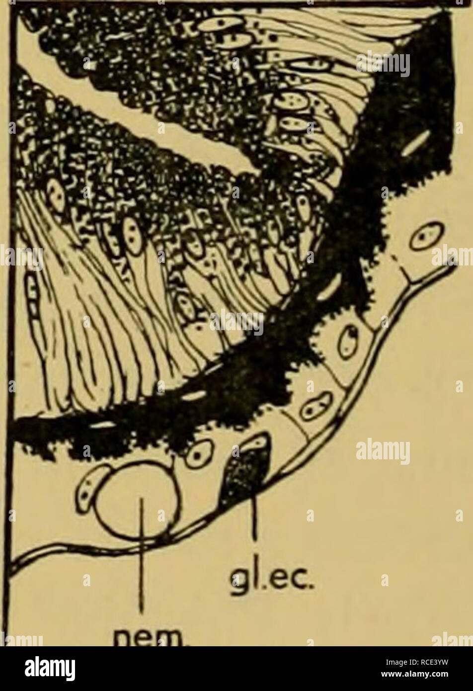 Gastrozooid hi-res stock photography and images - Alamy