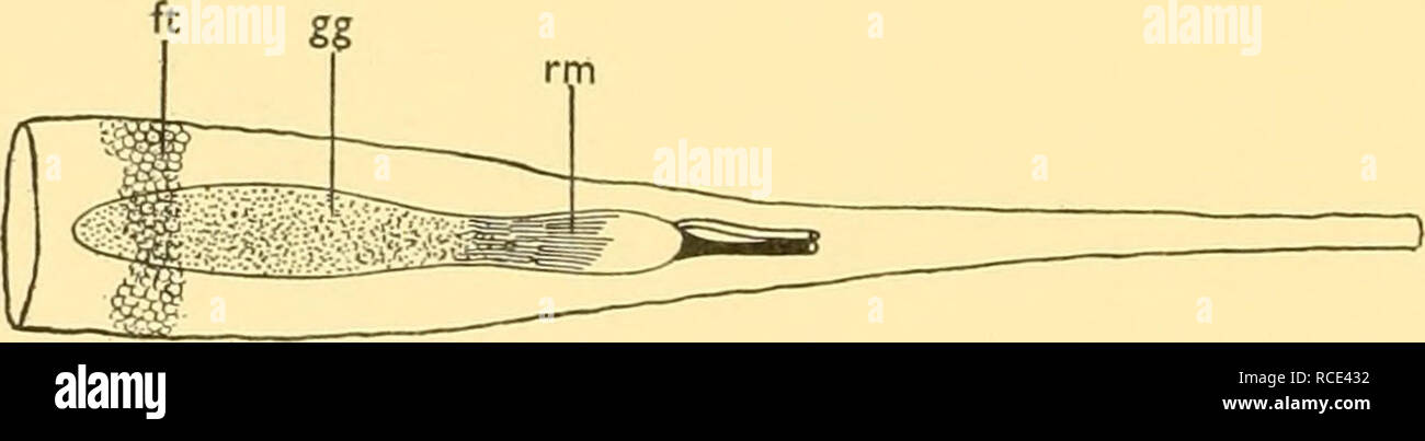 Stomias affinis hi-res stock photography and images - Alamy