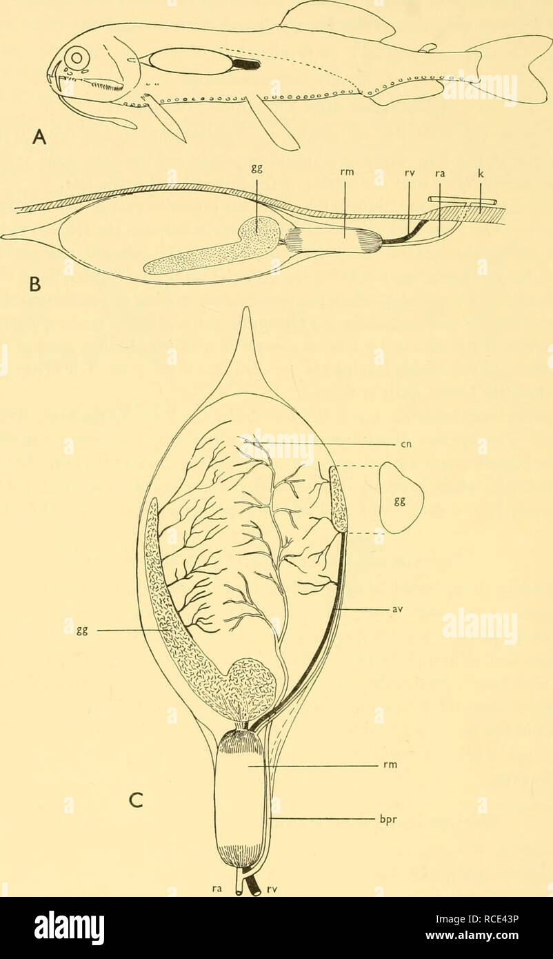 . Discovery reports. Discovery (Ship); Scientific expeditions; Ocean ...
