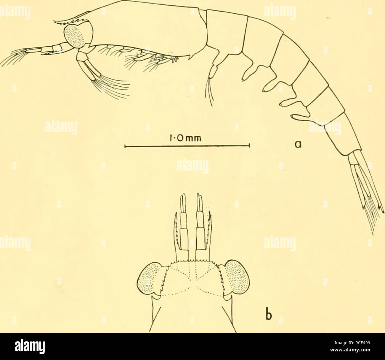 . Discovery reports. Discovery (Ship); Scientific expeditions; Ocean ...