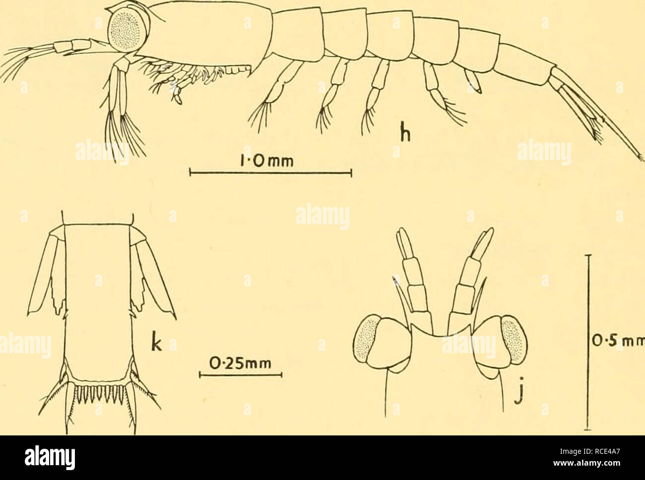 . Discovery reports. Discovery (Ship); Scientific expeditions; Ocean ...