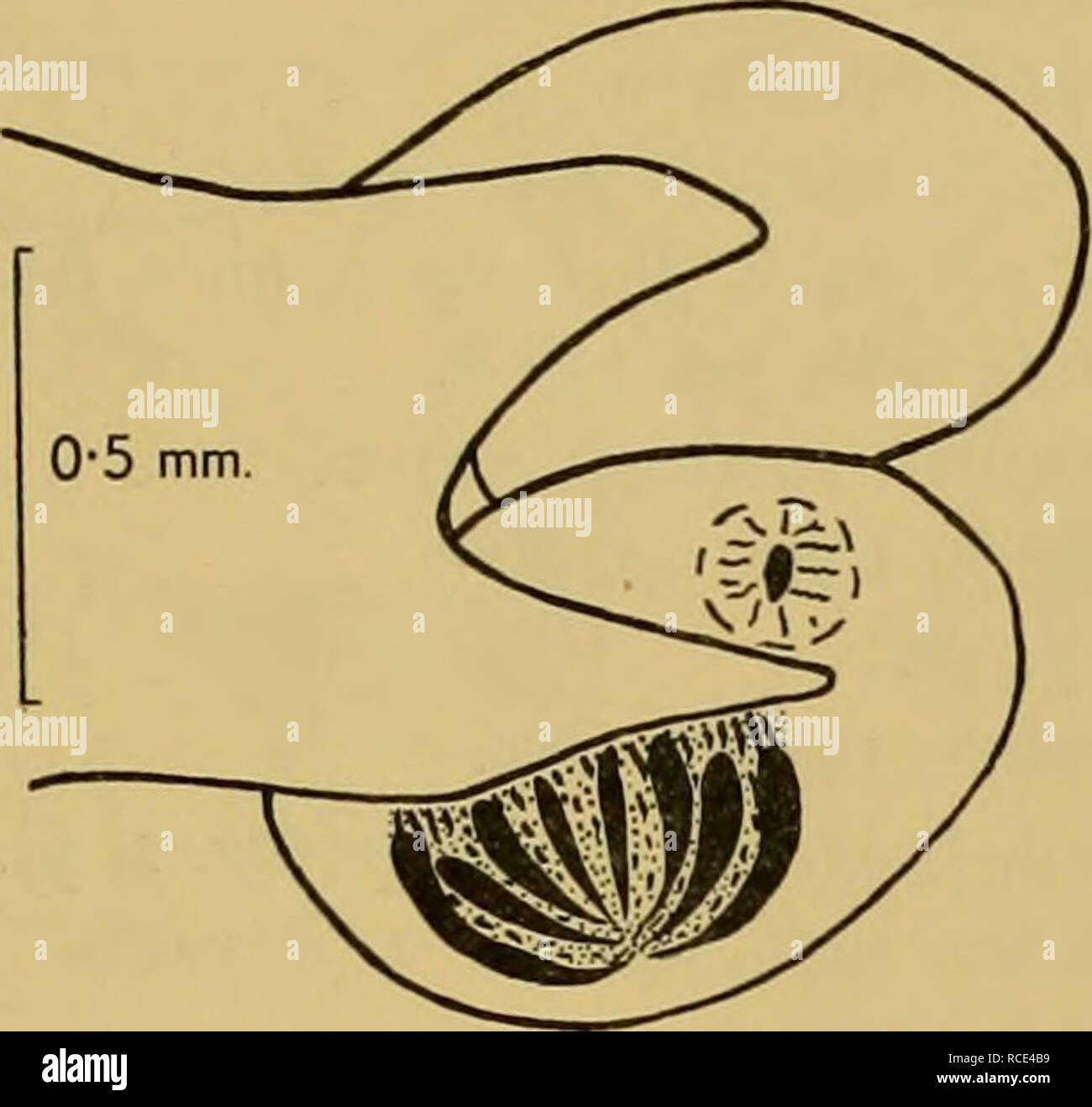 Tomopteris High Resolution Stock Photography and Images - Alamy