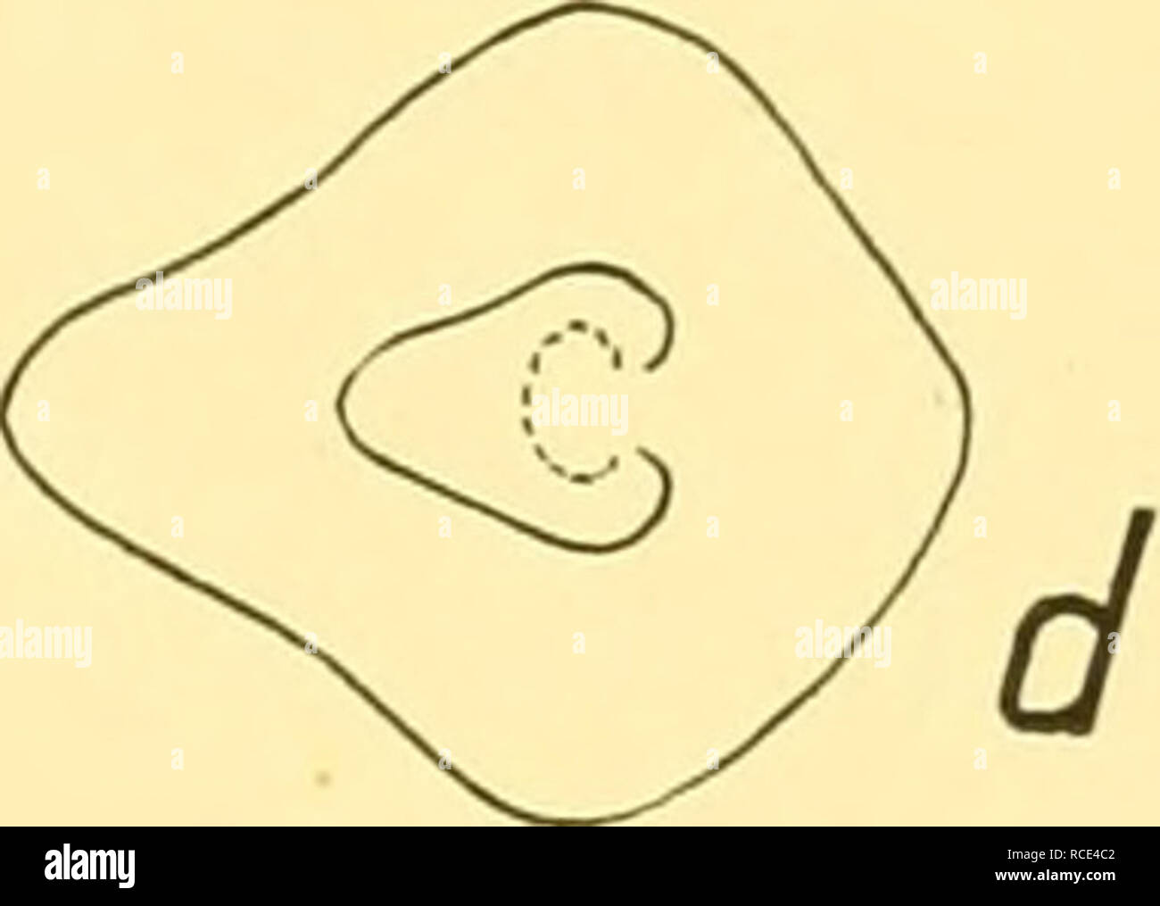 Cycloid Scale High Resolution Stock Photography and Images - Alamy