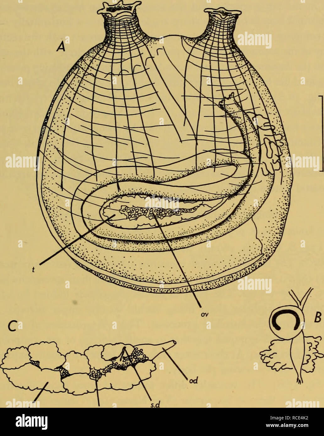 . Discovery reports. Discovery (Ship); Scientific expeditions; Ocean ...