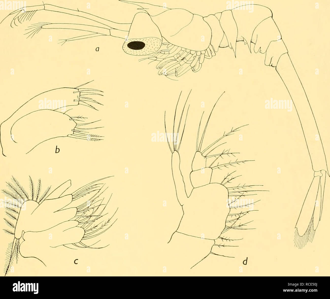 . Discovery reports. Discovery (Ship); Scientific expeditions; Ocean ...