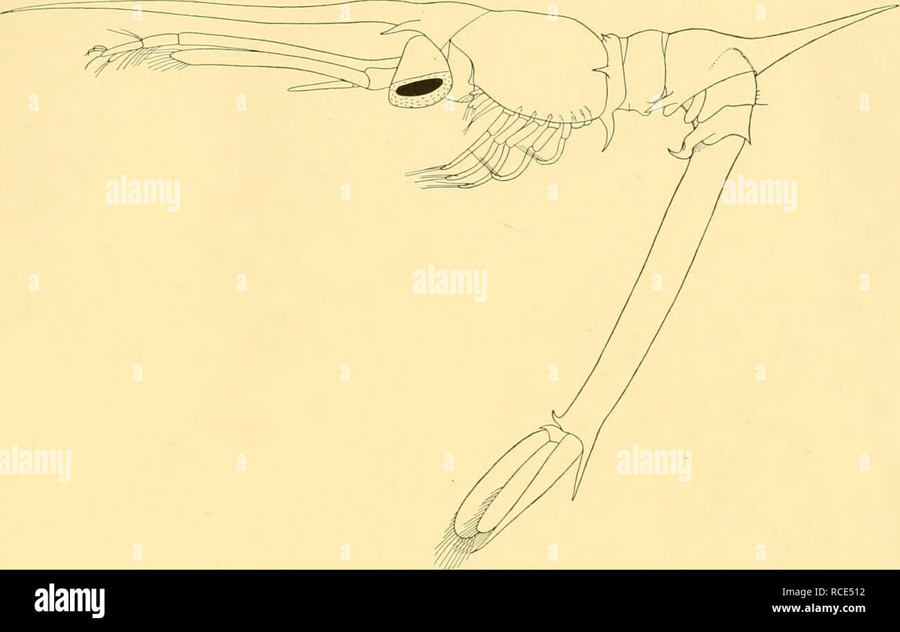 . Discovery reports. Discovery (Ship); Scientific expeditions; Ocean ...