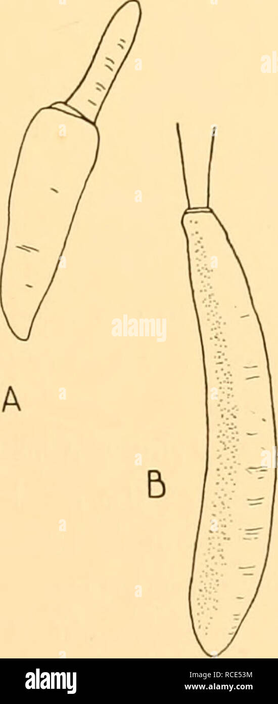 . Discovery reports. Discovery (Ship); Scientific expeditions; Ocean ...