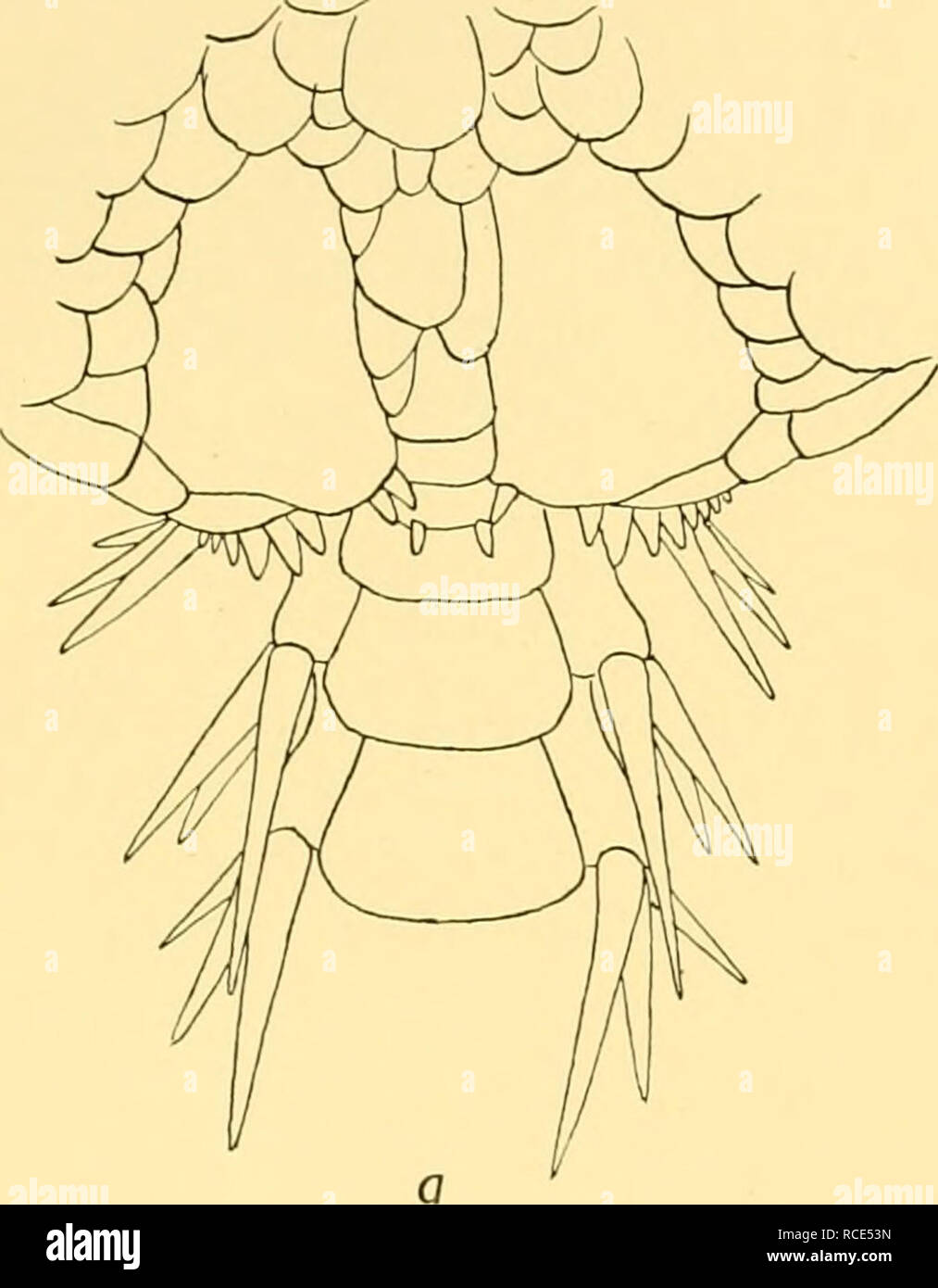 Genital slit hi-res stock photography and images - Alamy