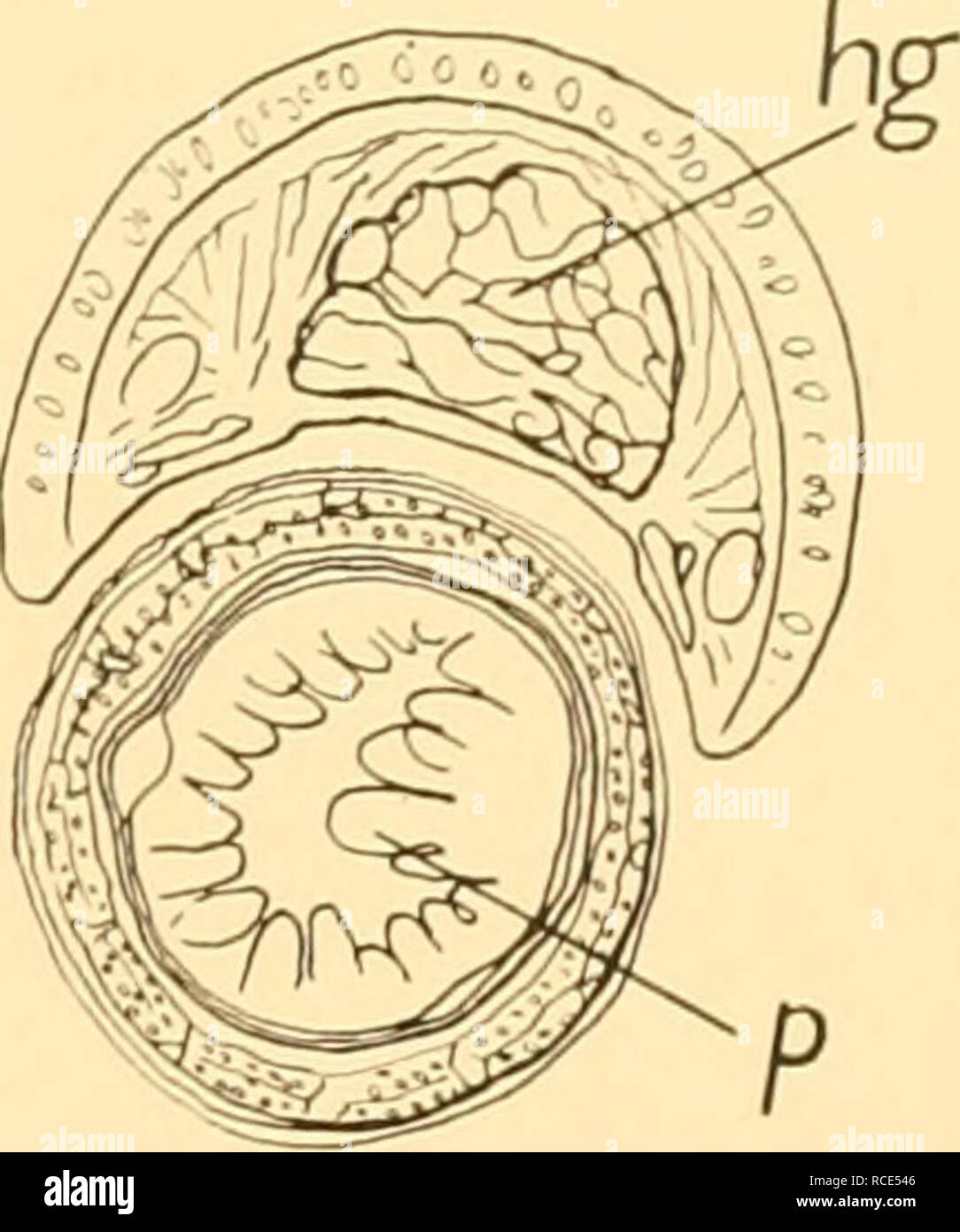 . Discovery reports. Discovery (Ship); Scientific expeditions; Ocean ...