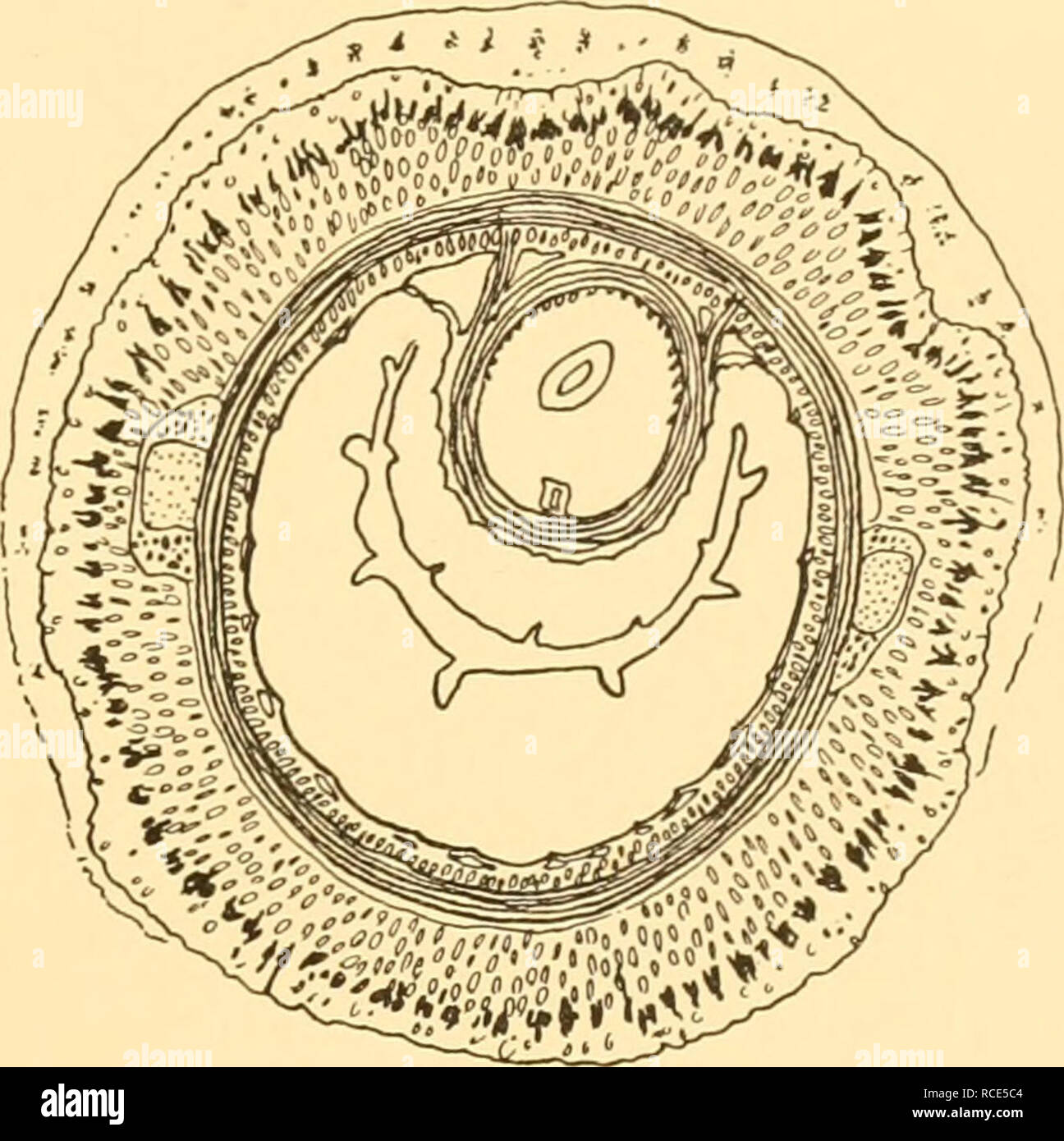 . Discovery reports. Discovery (Ship); Scientific expeditions; Ocean ...