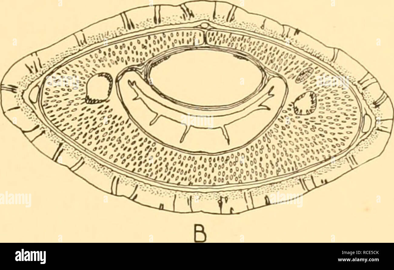 . Discovery reports. Discovery (Ship); Scientific expeditions; Ocean ...