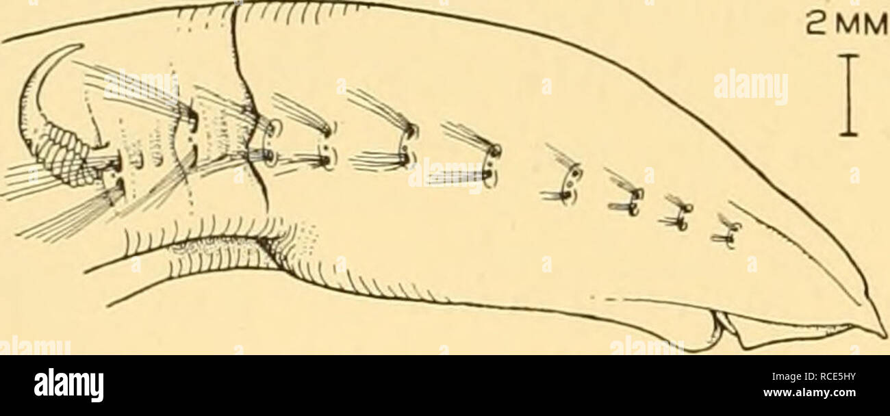 Bundles of bristles hi-res stock photography and images - Alamy