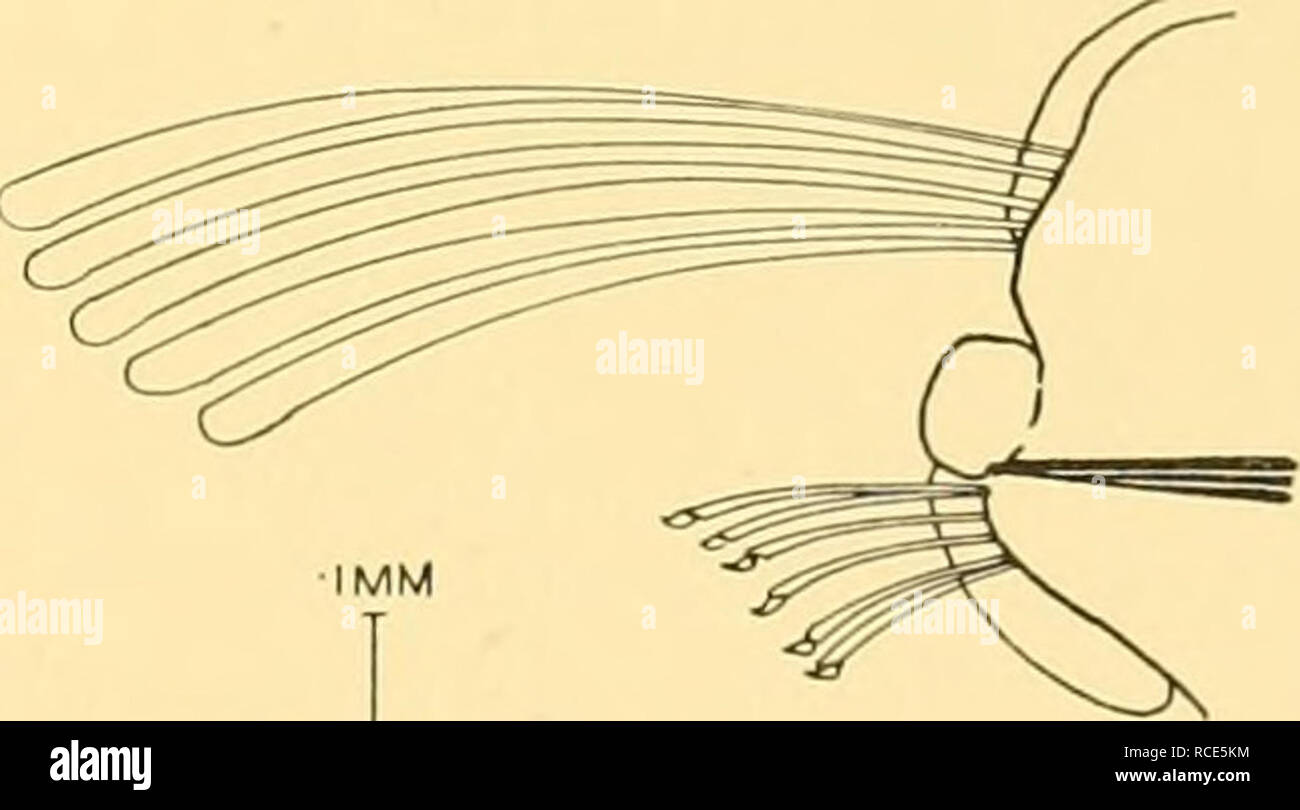 Dark markings on side of head hi-res stock photography and images - Alamy