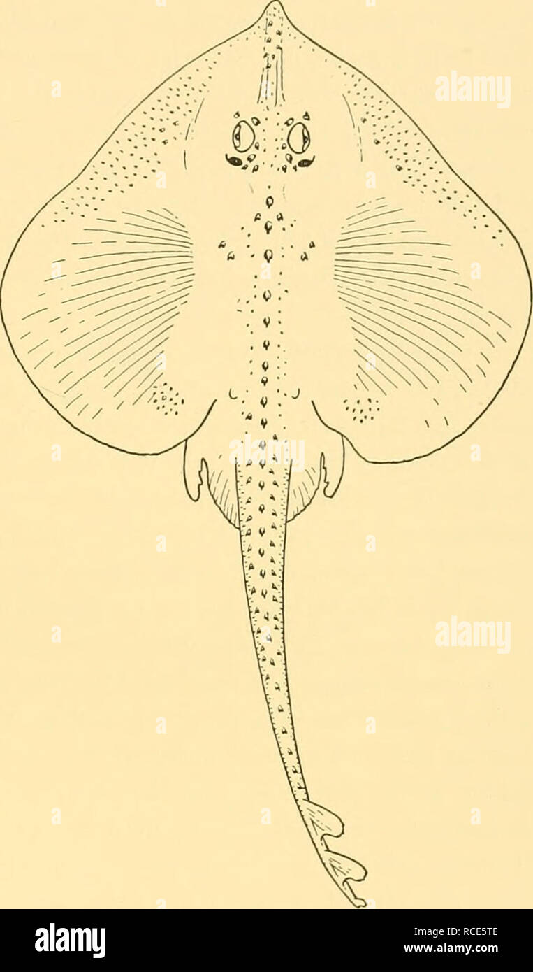 . Discovery reports. Discovery (Ship); Scientific expeditions; Ocean ...