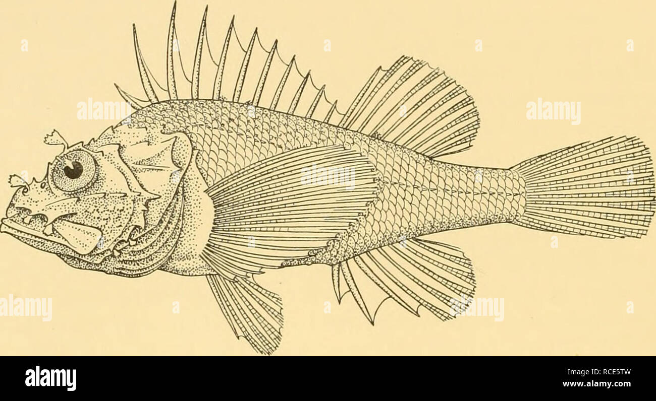 Supraorbital ridge hi-res stock photography and images - Alamy