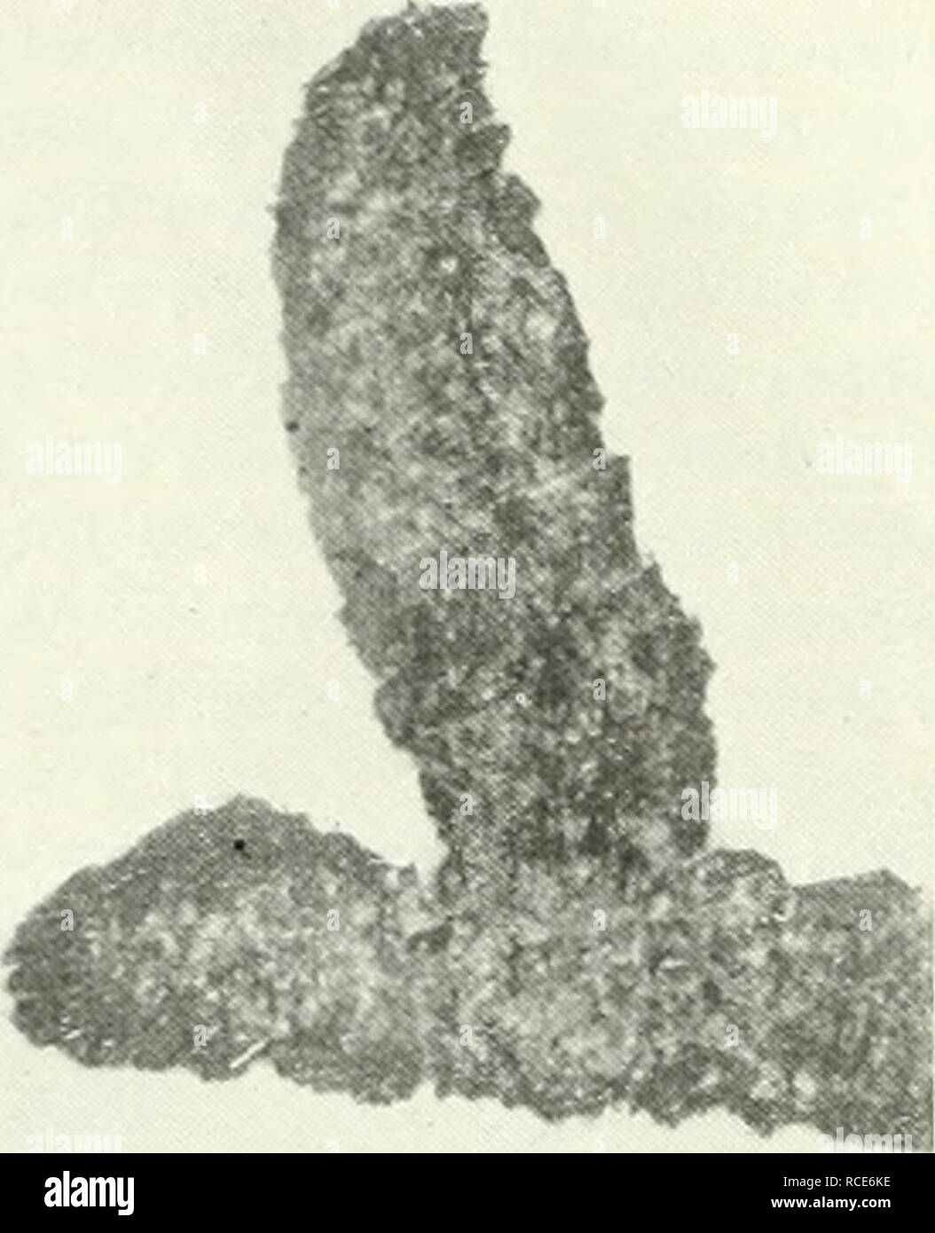 . Discovery. Science. 318 DISCOVERY as ferrous sulphate or copperas, an ...
